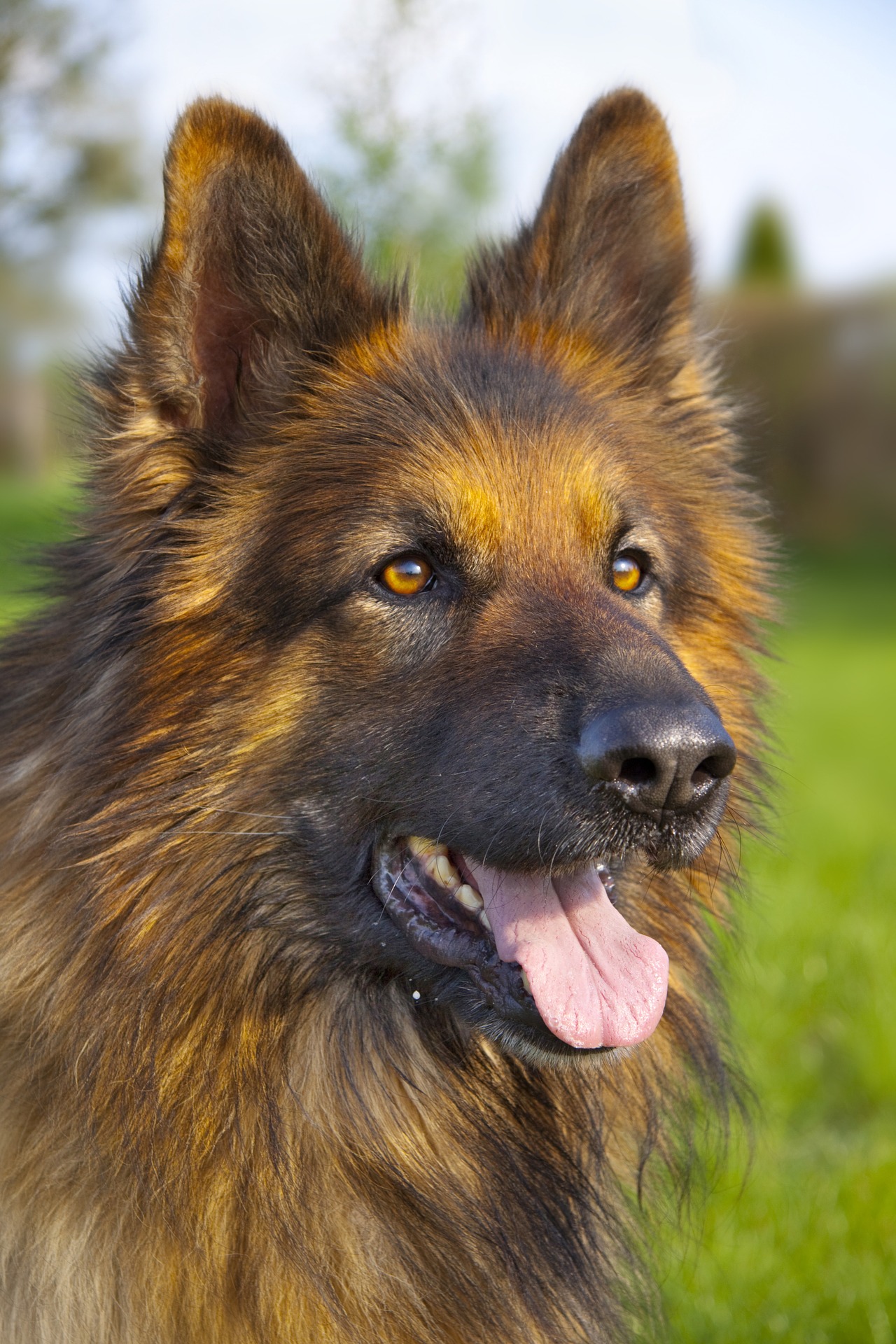 German Shepherd Names TOP- Best List [Male, Female] - PetShoper