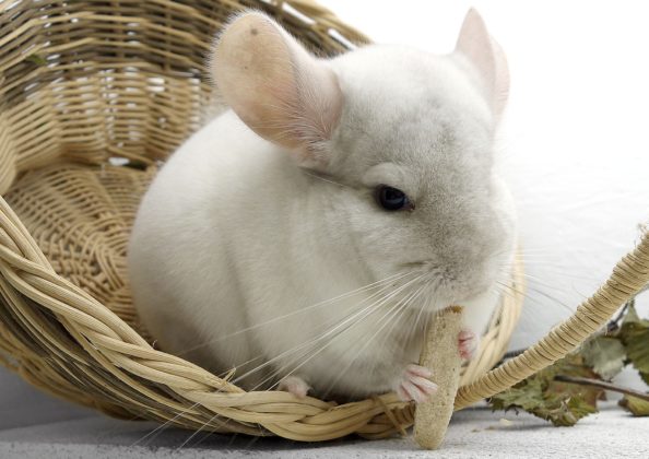 Namn på chinchilla + 250 söta namn [+intressanta fakta] | Market tay