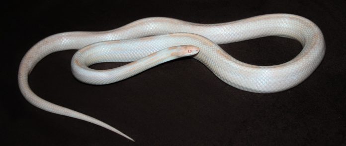 Albino Snakes [In-depth Brief] Possibly A Unique Snake Pet | PetShoper