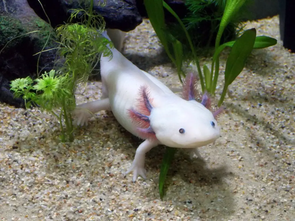 Axolotl As Pets Descriptive Guide On How To Keep&Care | PetShoper