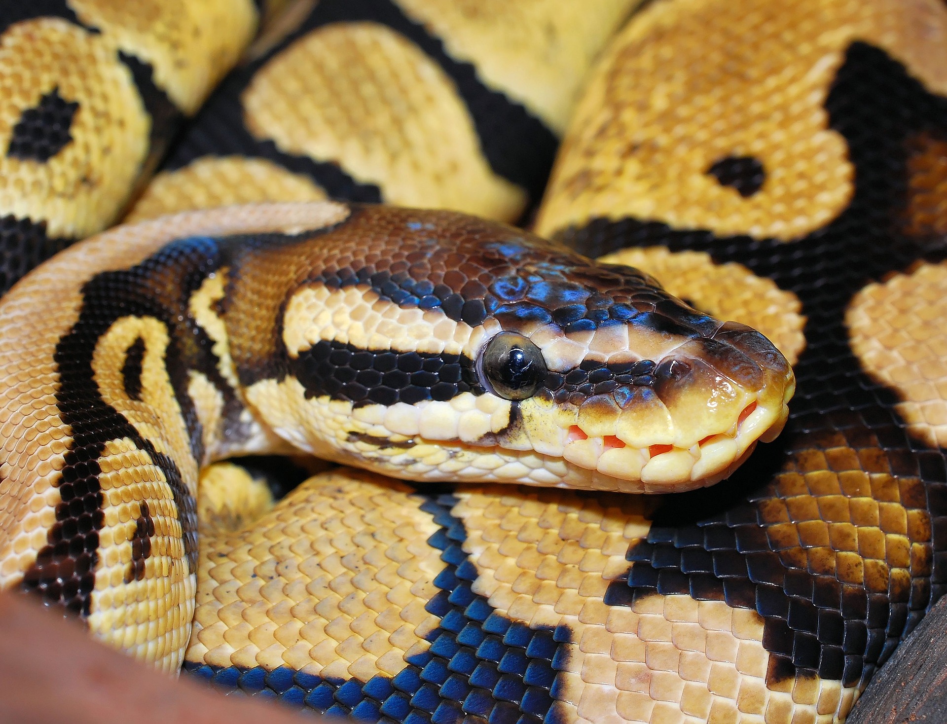 How Many Teeth Do Ball Pythons Have Ball Python Teeth PetShoper