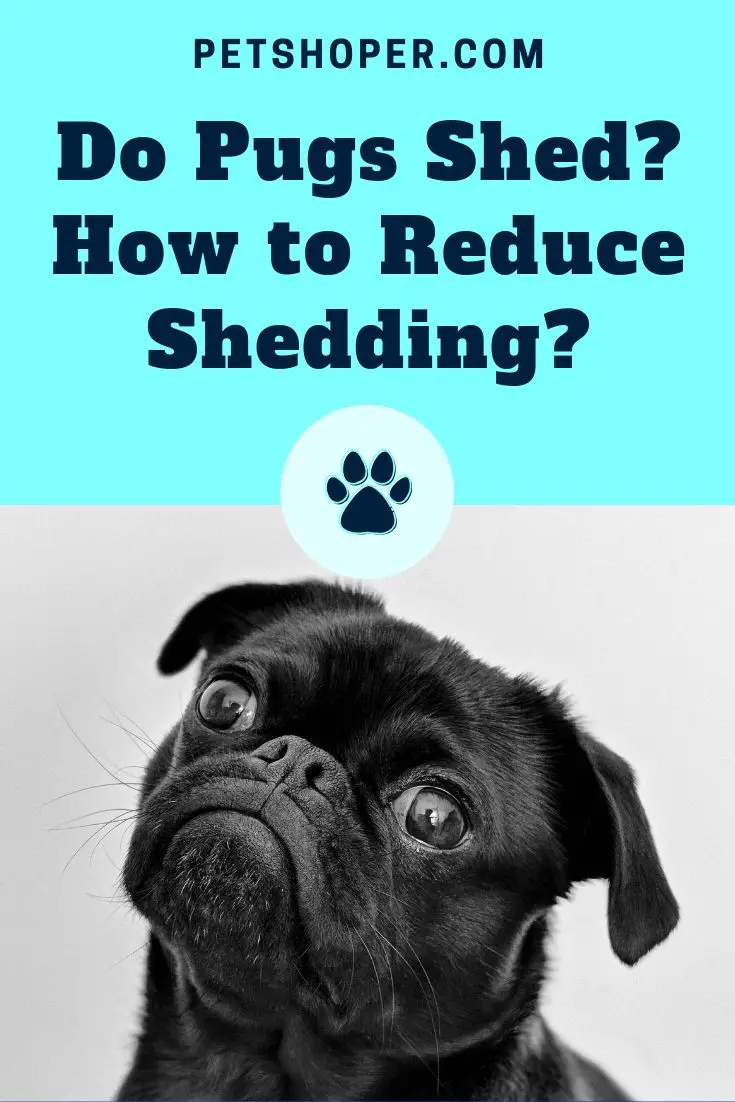 Do Pugs Shed? How to Reduce Pug Shedding? [TIPS] - PetShoper