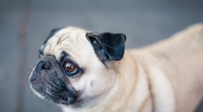 Dogs Archives | Page 4 of 9 | PetShoper