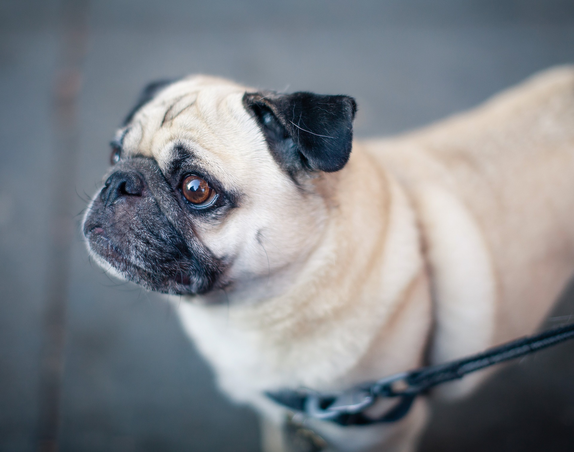 Can Pug Eye Pop Out! Really? [How to Avoid Proptosis] - PetShoper