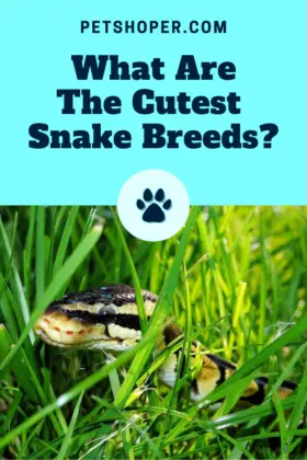 What Are The Cutest Snake Breeds [With Pictures] - PetShoper