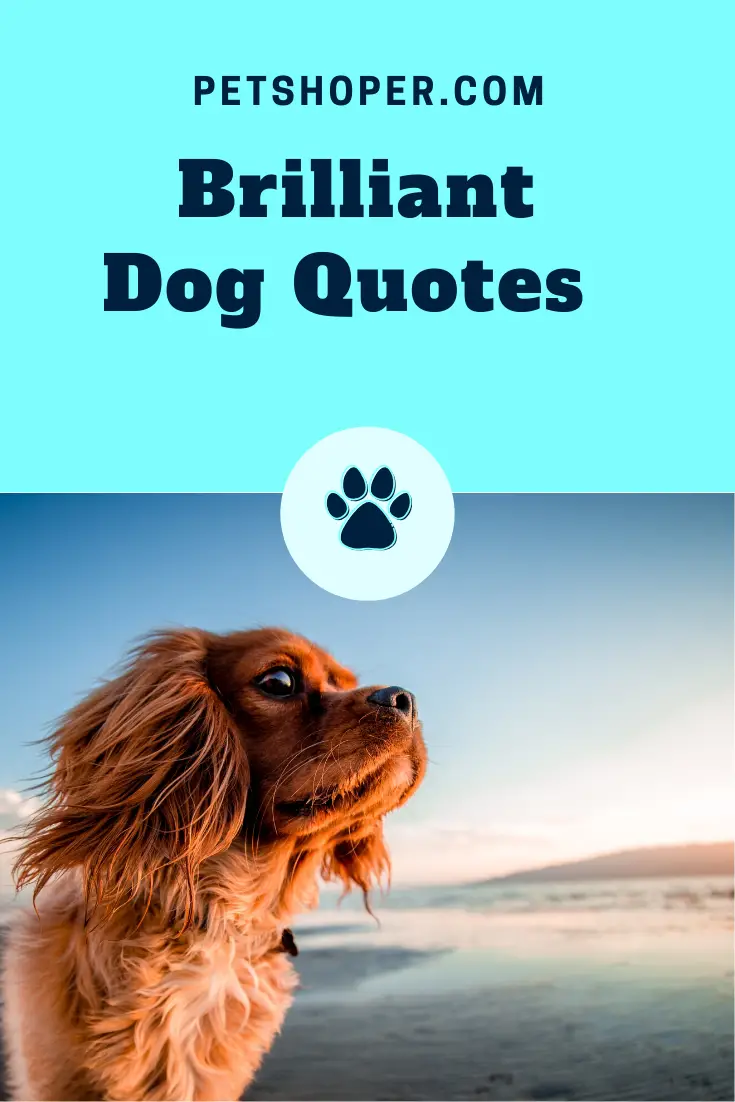 Dog Quotes - 14 BRILLIANT Quotes About Dogs - PetShoper