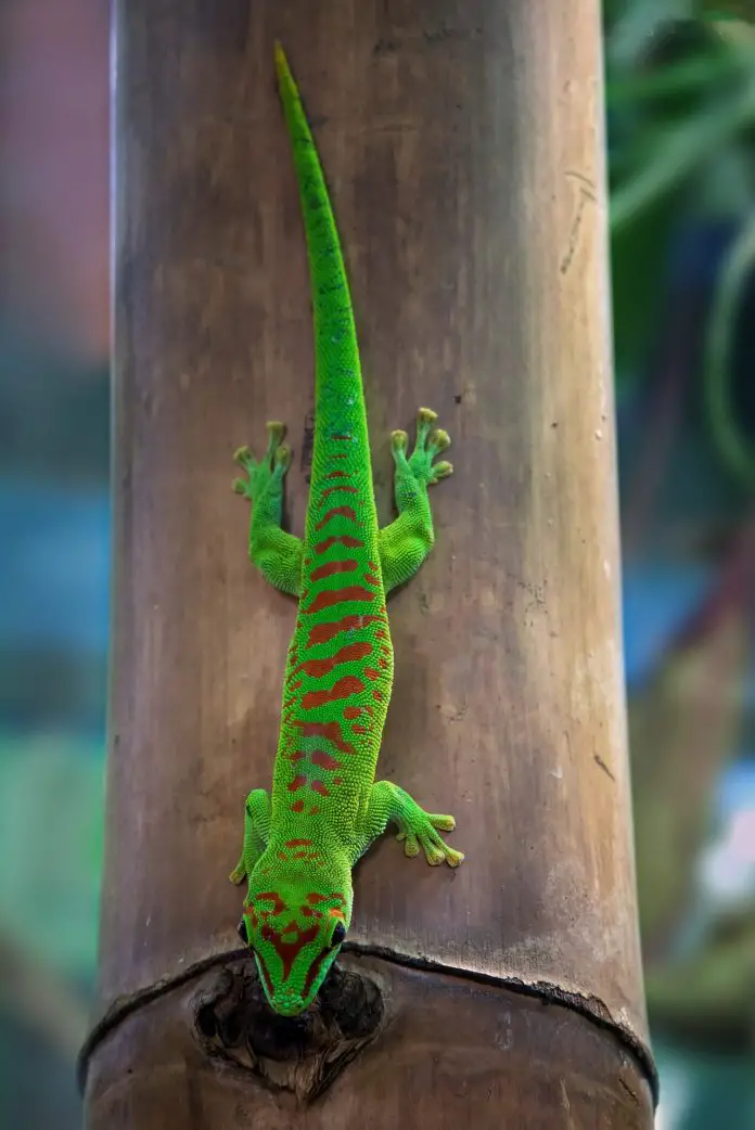 How Do Geckos Climb On Everything? [Deep Guide] - PetShoper