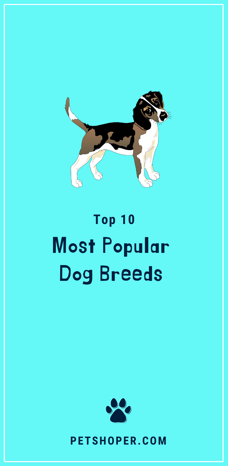 Top 10 Most Popular Dog Breeds [with Pictures] - PetShoper