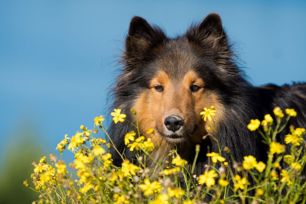 Flower Names For Dogs +160 Best | Female | Male - PetShoper