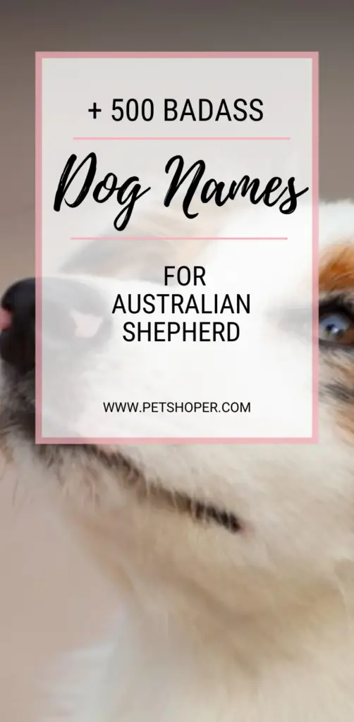 Badass Dog Names For Australian Shepherd [500+ Ideas] - PetShoper