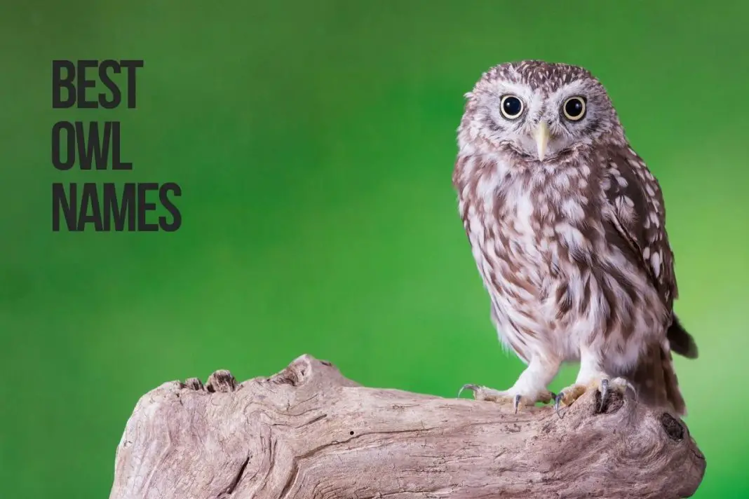 Owl Names +243 TOP Ideas Incl. Harry Potter Owl - PetShoper