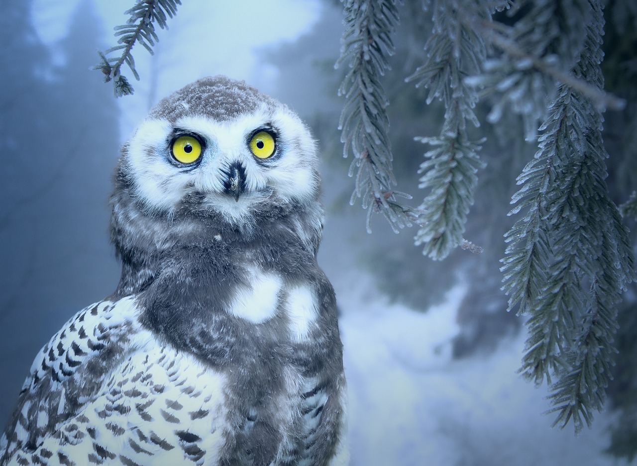 Owl Names +243 TOP Ideas Incl. Harry Potter Owl - PetShoper