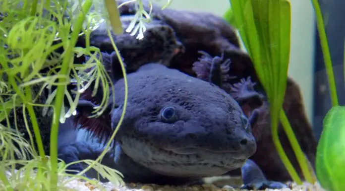 Axolotl Archives | PetShoper