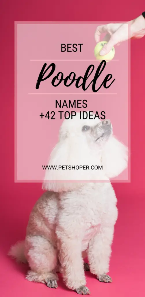 Best Poodle Names 42+ CUTE Ideas [with Video] - PetShoper