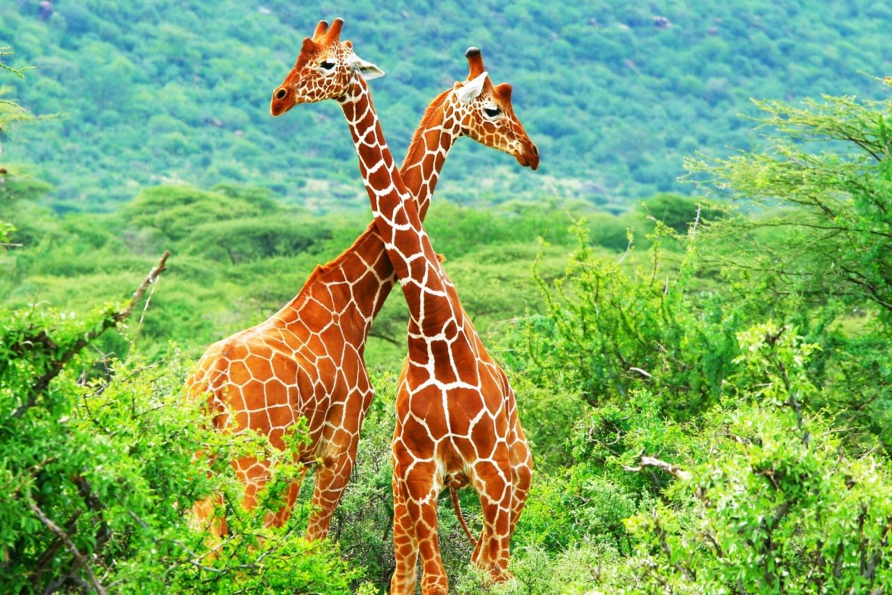 Giraffe Names 259 TOP Best And Funny Ideas PetShoper giraffe-names-259-top-best-and-funny-ideas-petshoper
