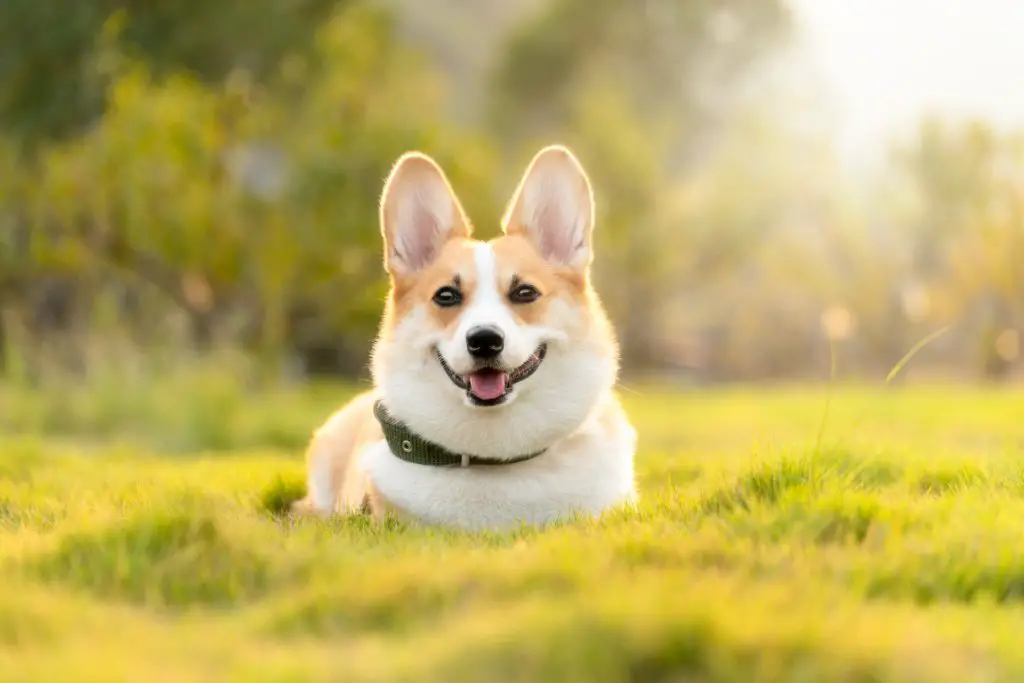 Corgi Names - 42 TOP Ideas Incl. Queen's Royal Corgis | PetShoper