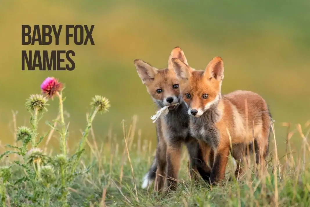 Fox Names 100+ Cute & Unique Names [Male & Female] - PetShoper