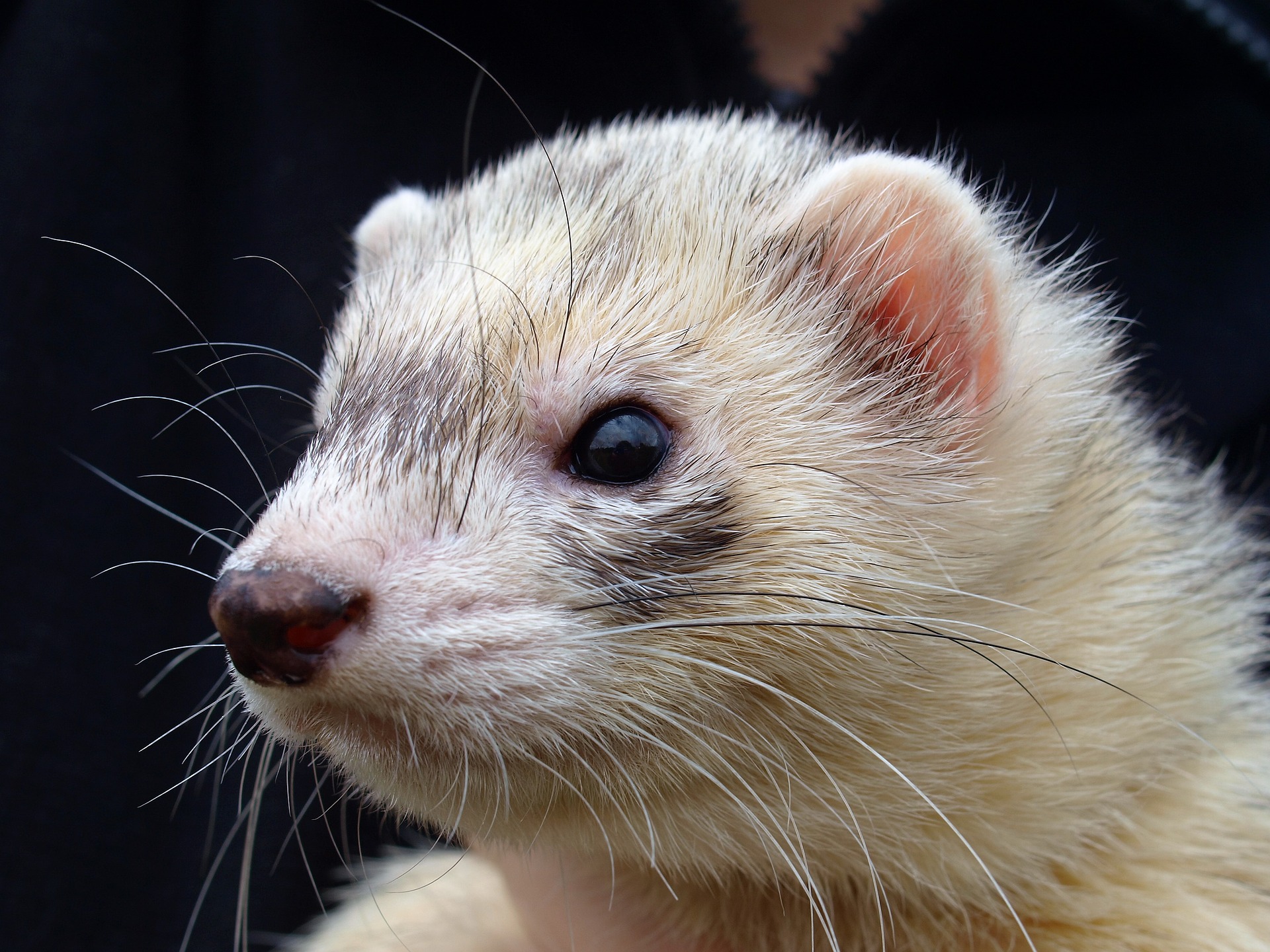 Ferret Names +111 CUTE & UNIQUE & TOP Ideas - PetShoper