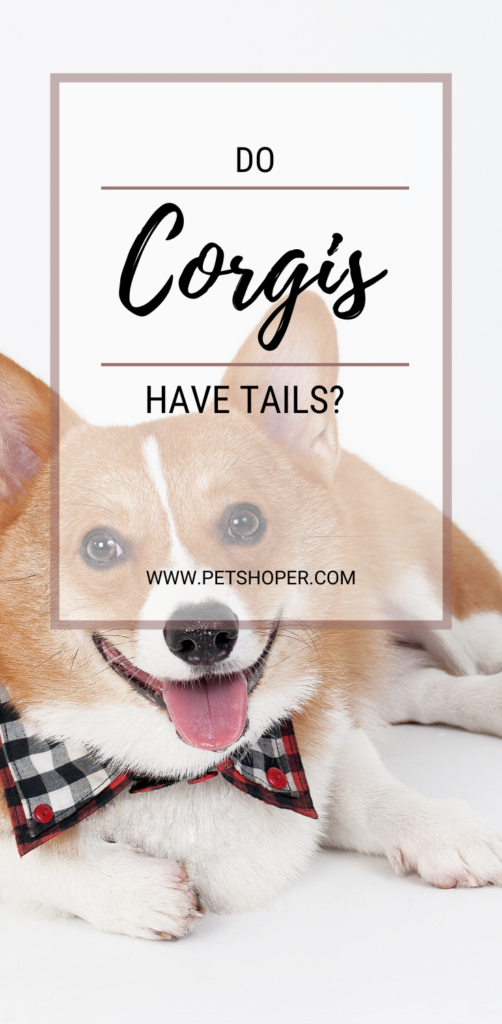 Do Corgis Have Tails? Why Should You Dock Your Corgis? - PetShoper