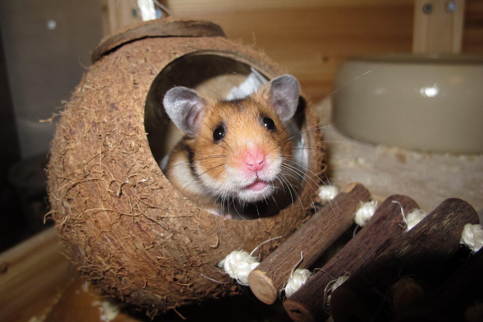 Girl Hamster Names 83 CUTE BEST Ideas Female PetShoper girl-hamster-names-83-cute-best-ideas-female-petshoper