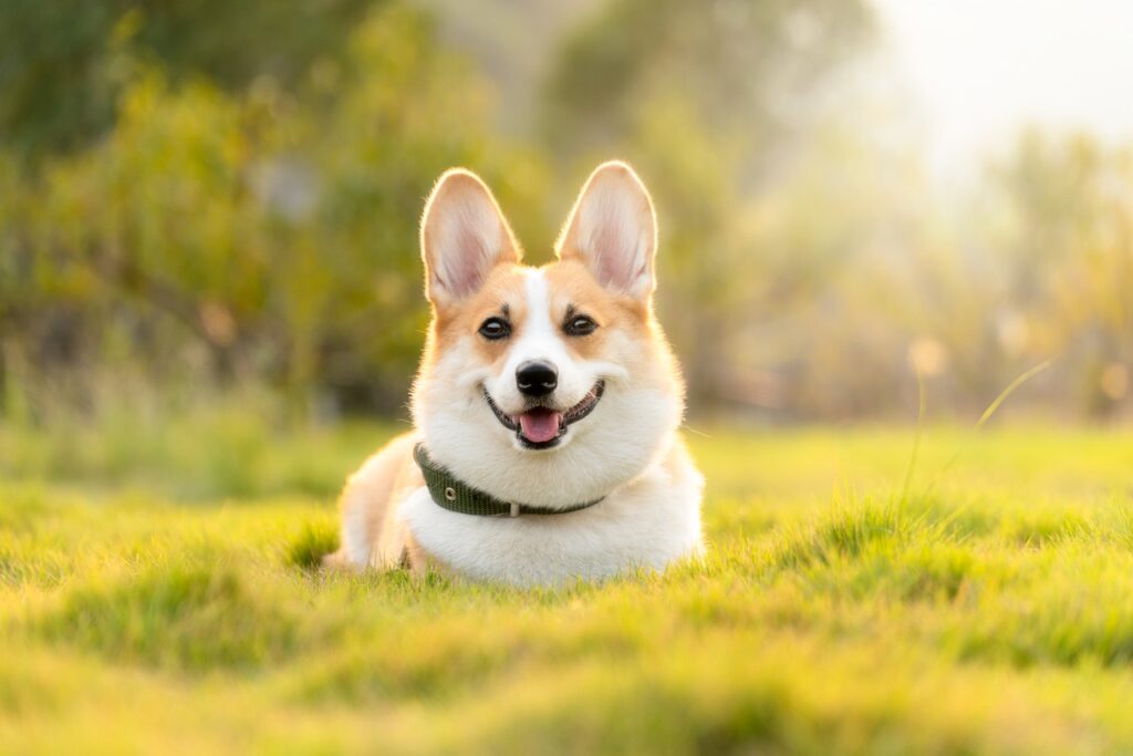 Do Corgis Have Tails? Why Should You Dock Your Corgis? - PetShoper