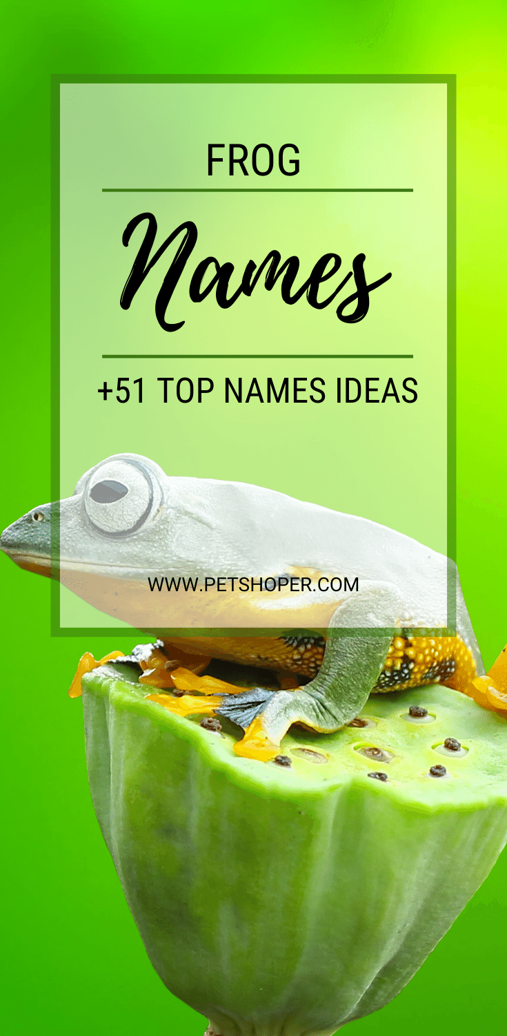 Frog Names +51 TOP Names Ideas For Your Pet Frog - PetShoper