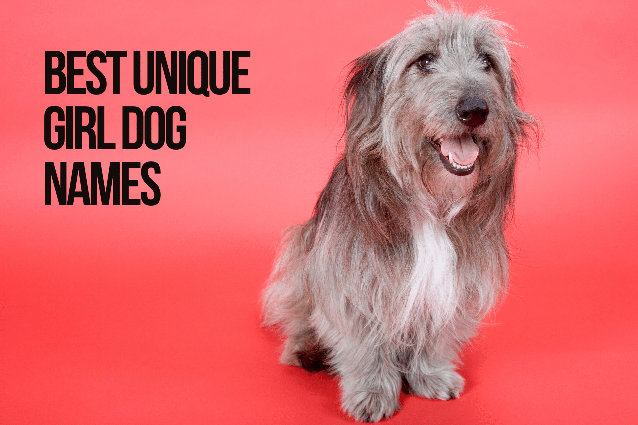 Unique Girl Dog Names 319+Cutest & Uncommon Ideas - PetShoper