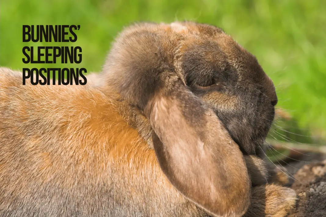 Do Bunnies Sleep With Their Eyes Open? - PetShoper