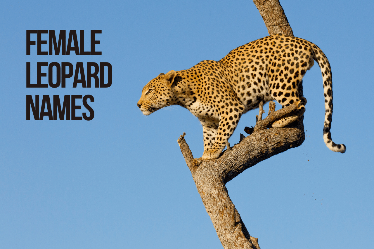 Leopard Names 124 TOP CUTE MALE FEMALE Ideas PetShoper leopard-names-124-top-cute-male-female-ideas-petshoper