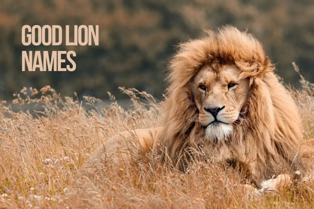 Lion Names 325+ TOP & BEST & Amazing Lion Names - PetShoper
