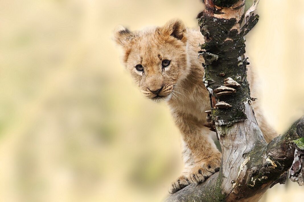 Lion Names 200+ Amazing & Popular Lion Names | PetShoper