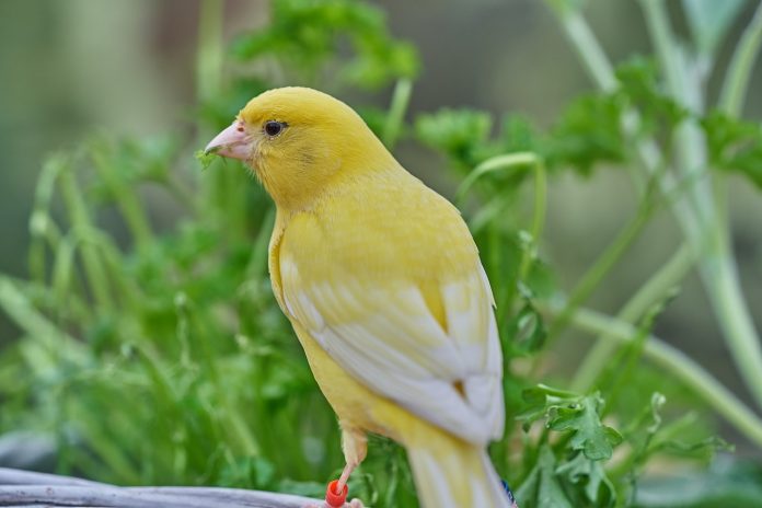 Yellow Bird Names 96 [Cute & TOP] Names for Yellow Birds | PetShoper