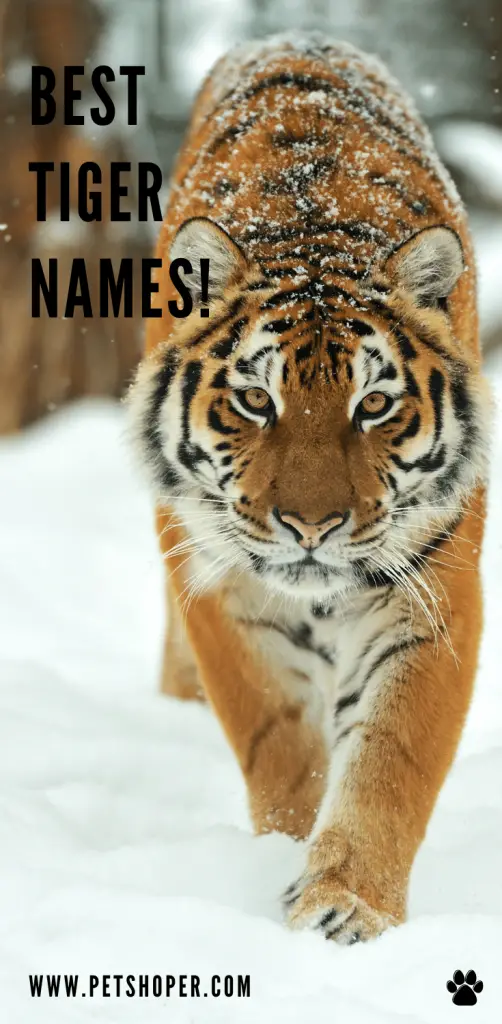 Tiger Names 200+ TOP & BEST & MALE & FEMALE Ideas - PetShoper