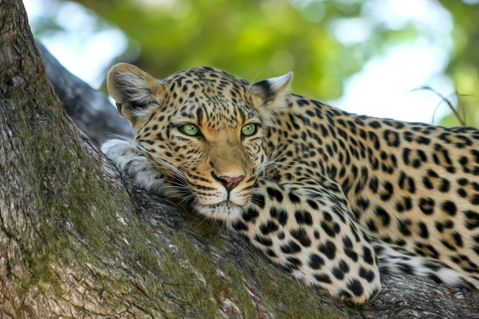 Leopard Names 124 TOP CUTE MALE FEMALE Ideas PetShoper leopard-names-124-top-cute-male-female-ideas-petshoper