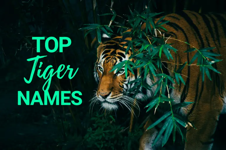 Tiger Names 200+ TOP & BEST & MALE & FEMALE Ideas - PetShoper