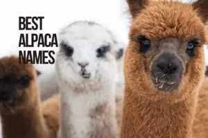 Good Alpaca Names 93+ Cute & Funny Ideas - PetShoper