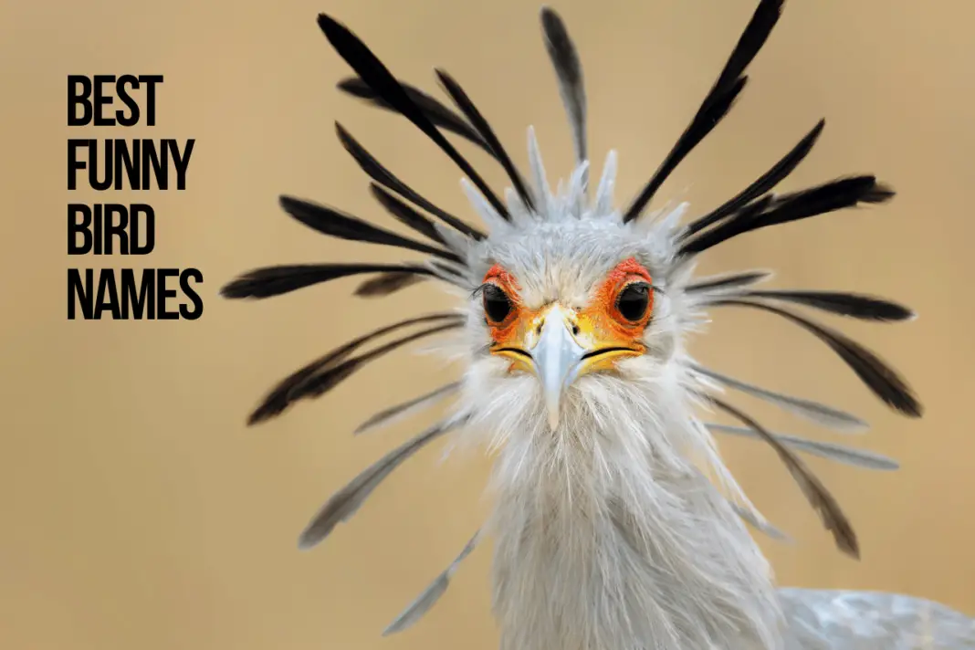 Funny Bird Names 297+ BEST & CUTE [for Parrots] - PetShoper