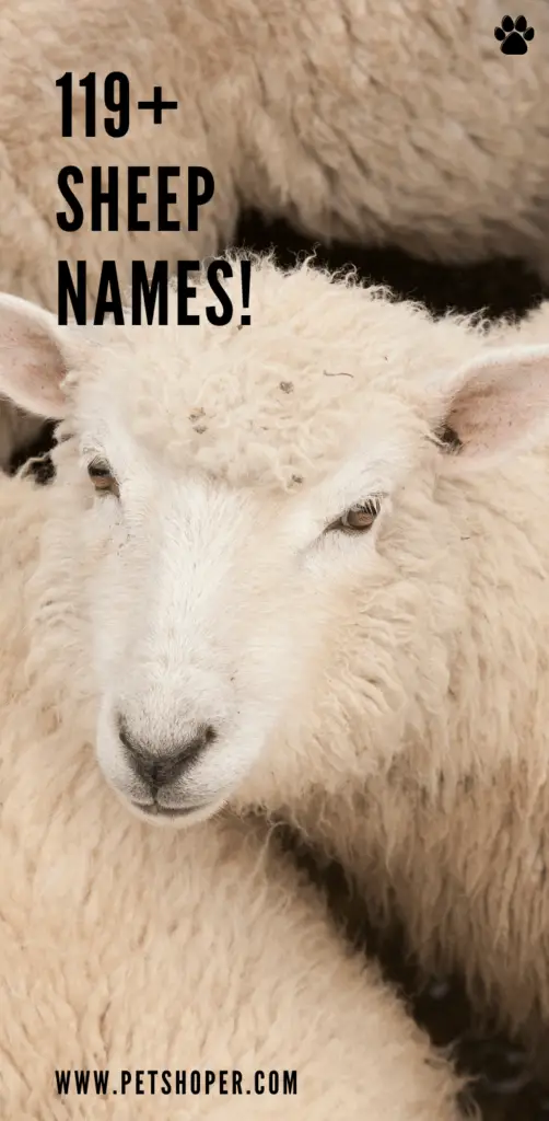 Sheep Names 119+ CUTE & ADORABLE Ideas - PetShoper