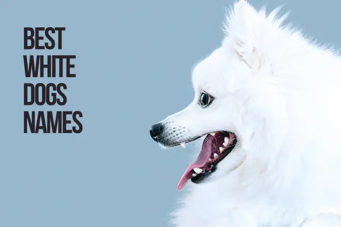White Dog Names +102 Cute & Best Ideas [Male & Female] - PetShoper