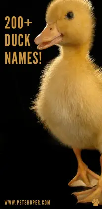 Duck Names 200+ Best & Funny Names [with Video] - PetShoper