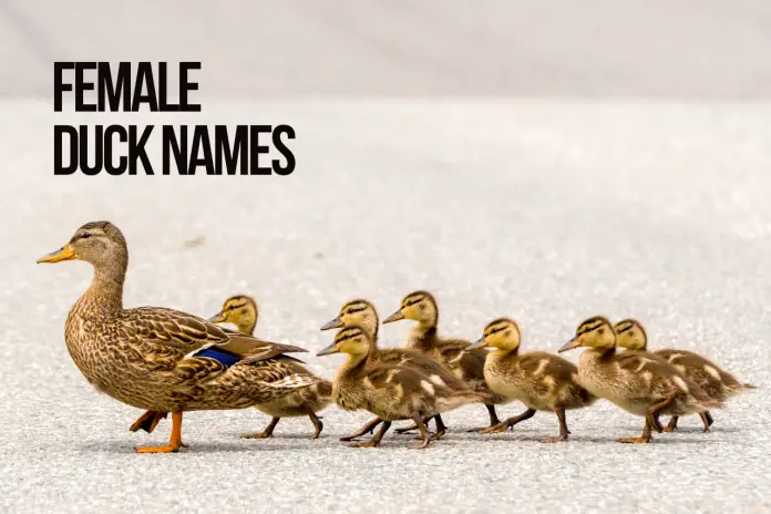 Duck Names 200+ Best & Funny Names [with Video] - PetShoper