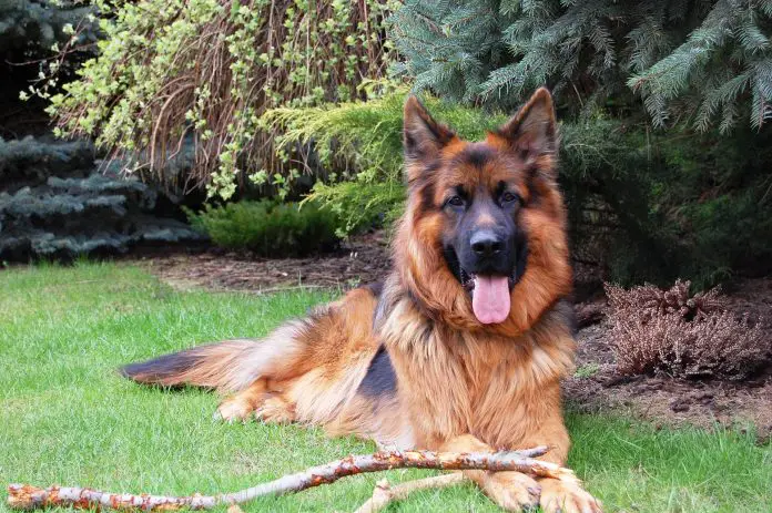 Badass Dog Names For German Shepherds 257+ [with Video] | PetShoper