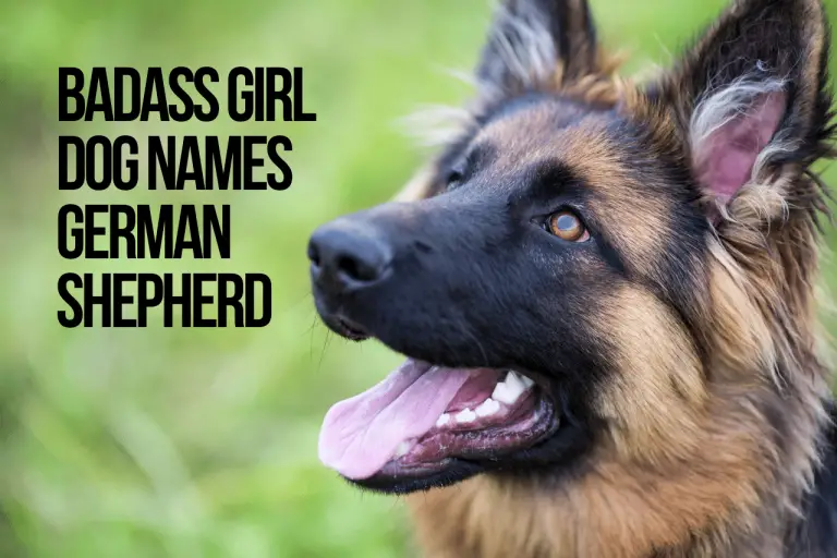 Badass Dog Names For German Shepherds 257+ [with Video] - PetShoper