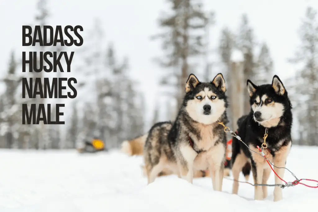 Badass Husky Dog Names 263+ Strong Ideas [with Video] - PetShoper