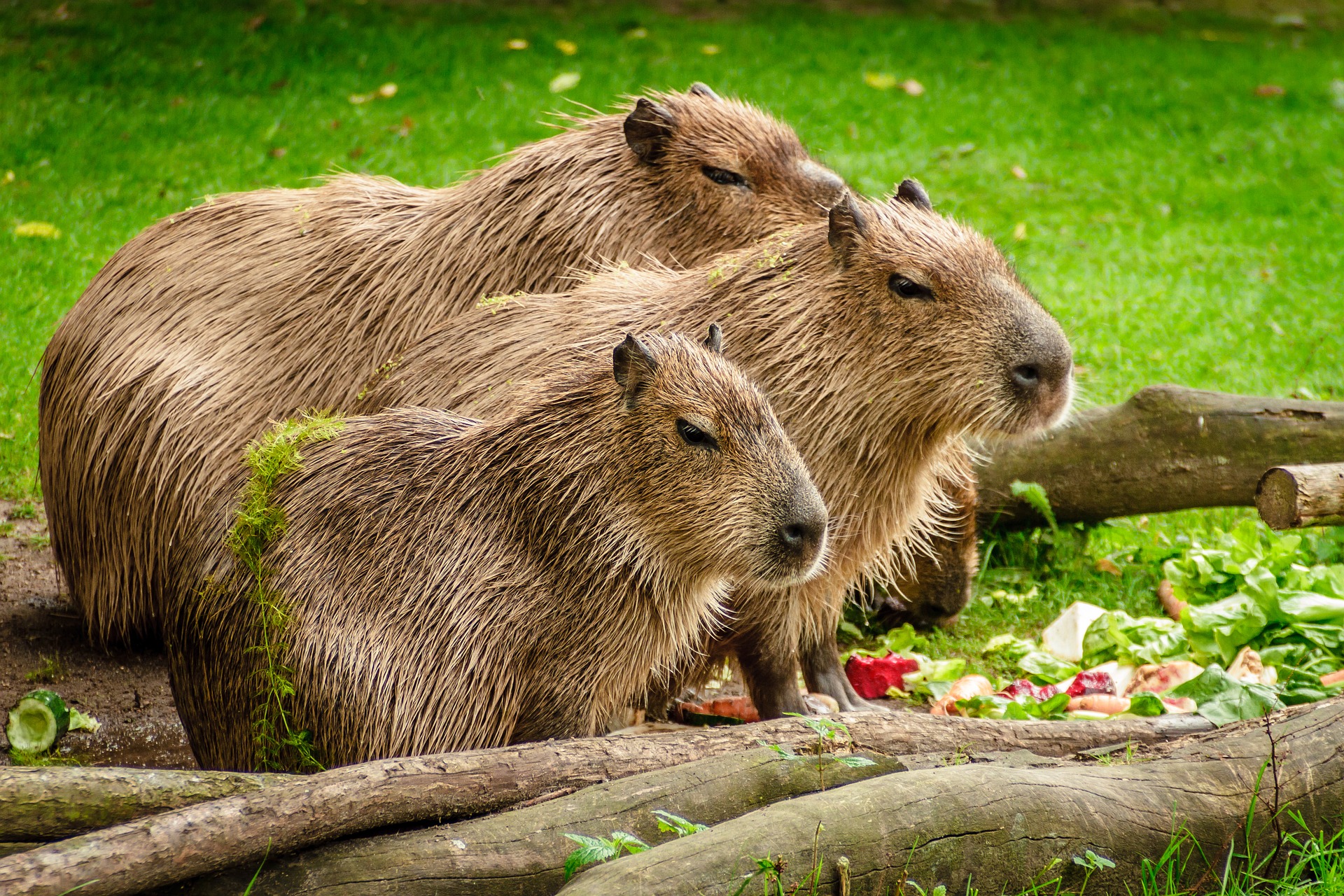 Capybara Names 100+ Creative Ideas + Facts [Interesting] - PetShoper