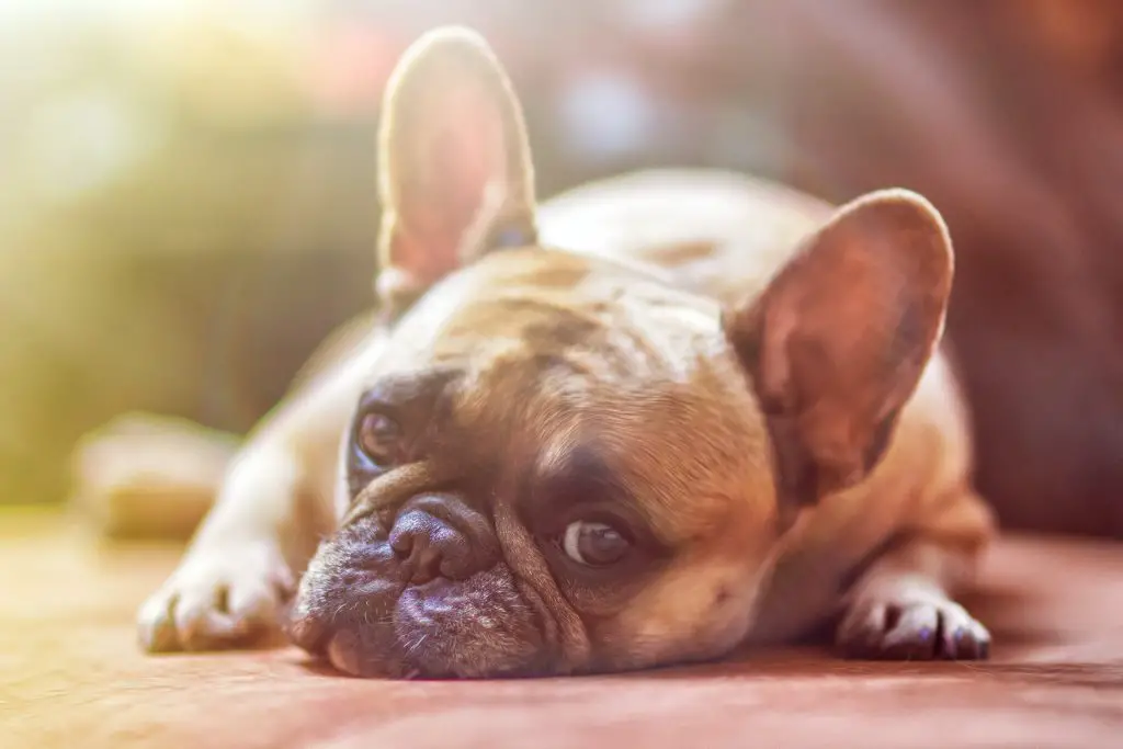 Exotic Dog Names 167 TOP BEST CUTE Ideas PetShoper exotic-dog-names-167-top-best-cute-ideas-petshoper