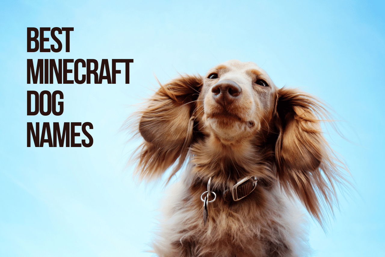 Minecraft Dog Names 134+ Best & Cute & Top Dog Names - PetShoper