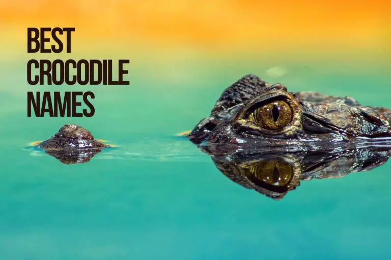 Crocodile Names 279+ Cute & Best & Funny Alligators Names - PetShoper