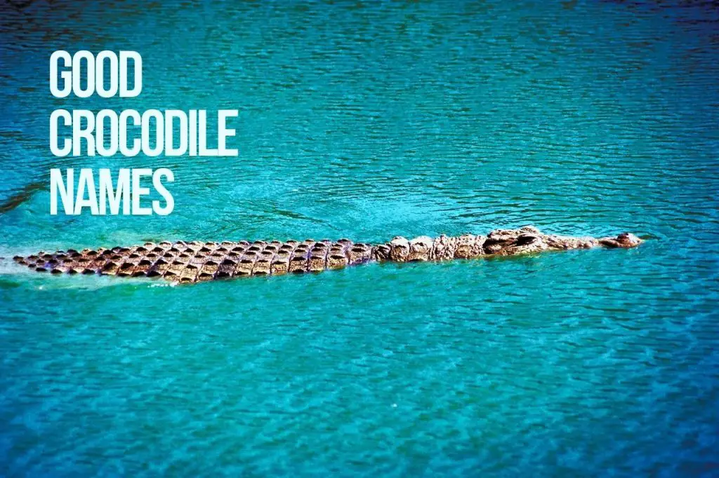 Crocodile Names 279+ Cute & Best & Funny Alligators Names - PetShoper