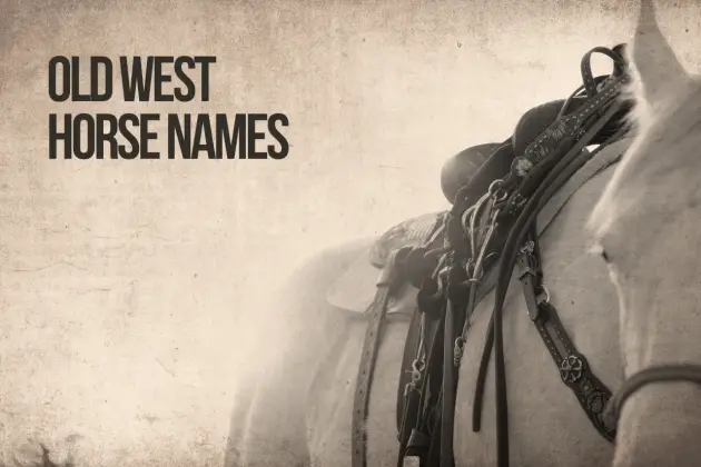 Western Horse Names 200+ Incredible Ideas - PetShoper
